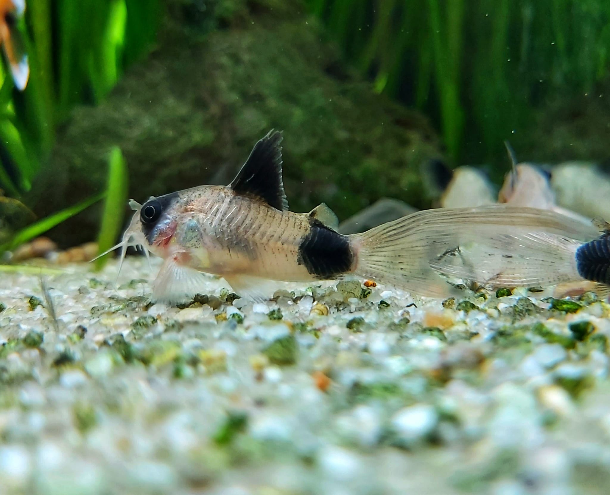Der Panda Panzerwels im Aquarium - Corydoras Panda
